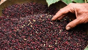 How castor oil is made